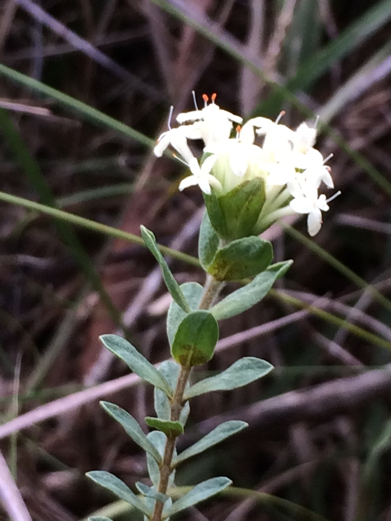 Common Rice-flower from Melbourne VIC, Australia on September 24, 2020 ...