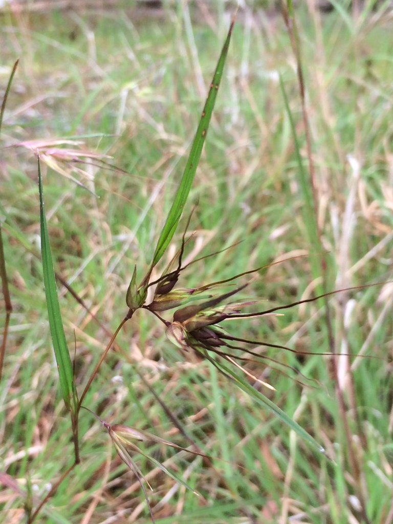 Kangaroo Grass from Melbourne VIC, Australia on September 24, 2020 at ...
