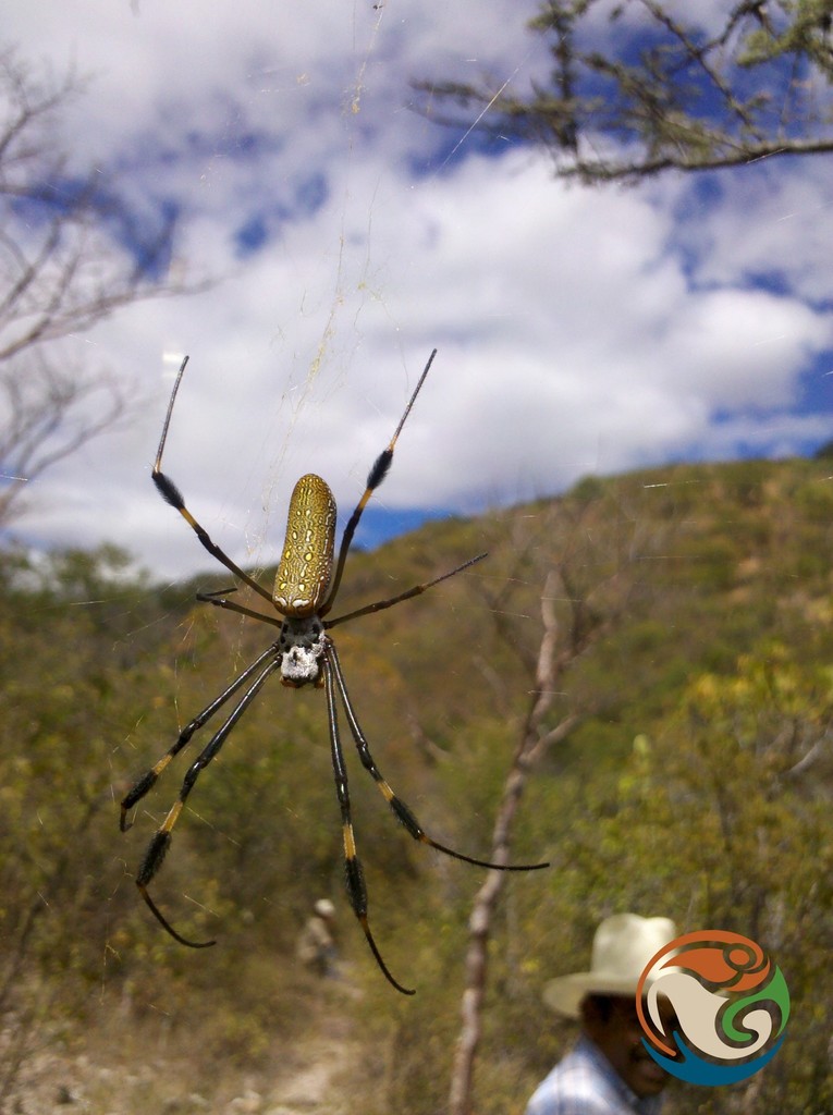Golden Silk Spider from ADVC Santa Catarina Estancia on April 02, 2013 ...