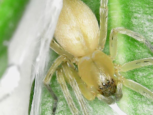Longlegged Sac Spiders from 1-Ban Phon Ngam, Udon Thani, Thaïlande on September 23, 2020 at 07: ...