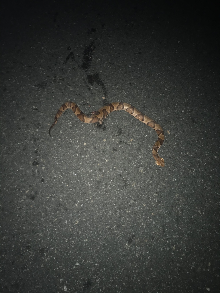 Eastern Copperhead in September 2020 by jtwright1983 · iNaturalist