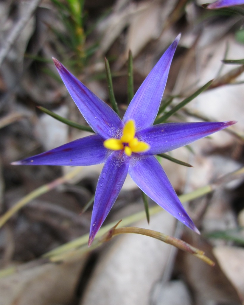 (Calectasia gracilis) - Botanical Realm