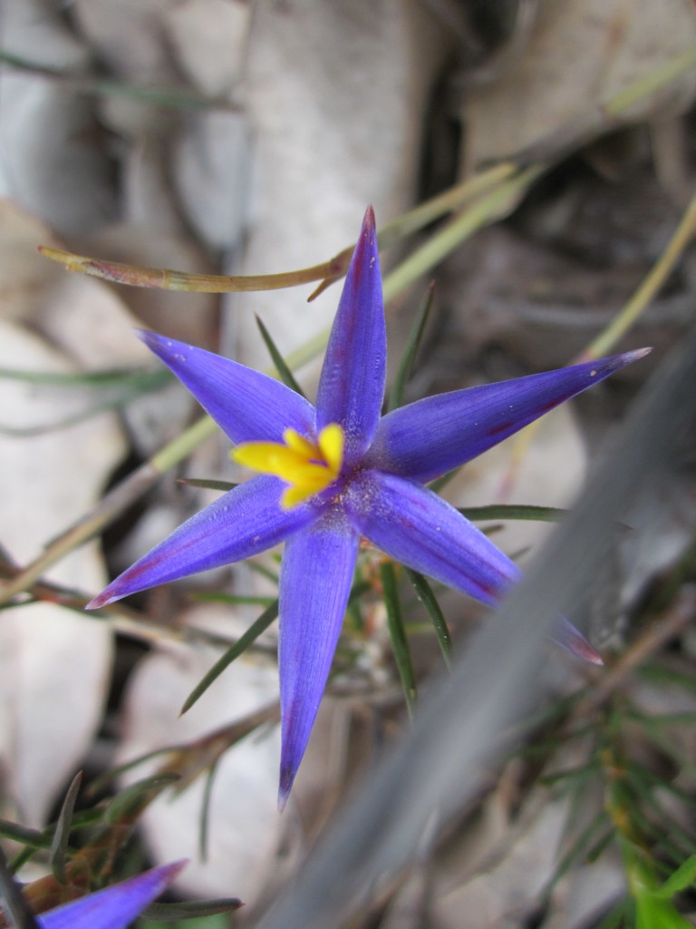 (Calectasia gracilis) - Botanical Realm