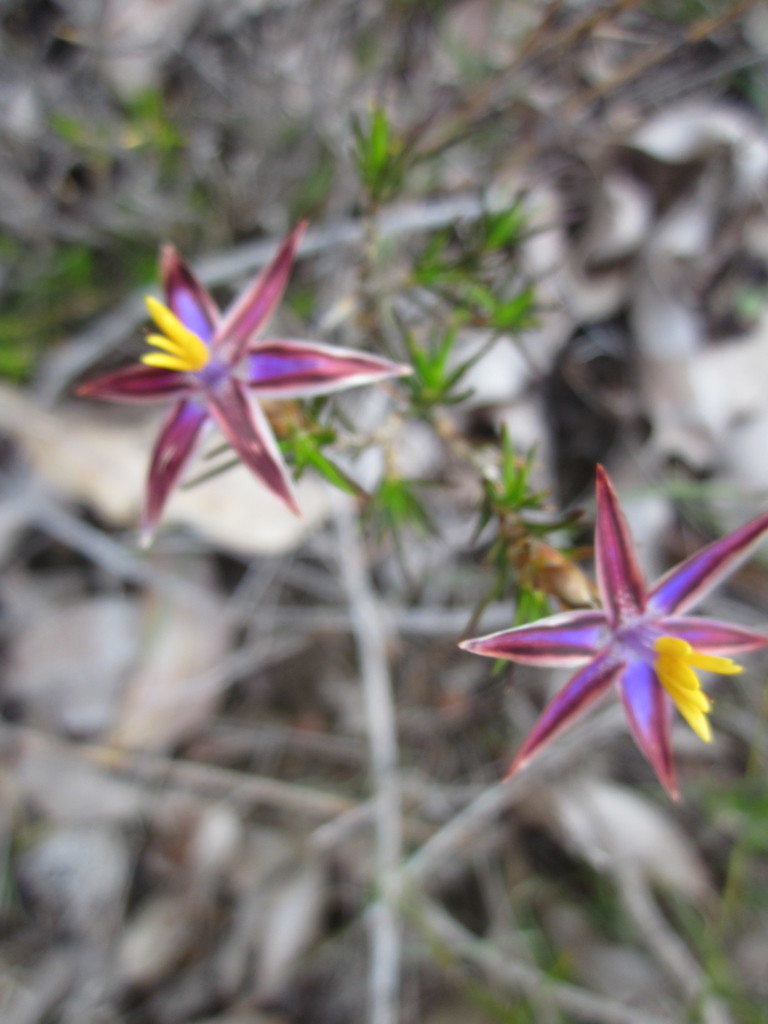 (Calectasia gracilis) - Botanical Realm