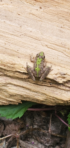 Observations by cheesycheetah · iNaturalist