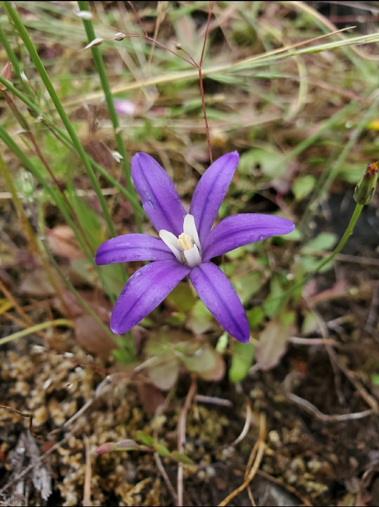 crown brodiaea (Brodiaea coronaria) - Botanical Realm