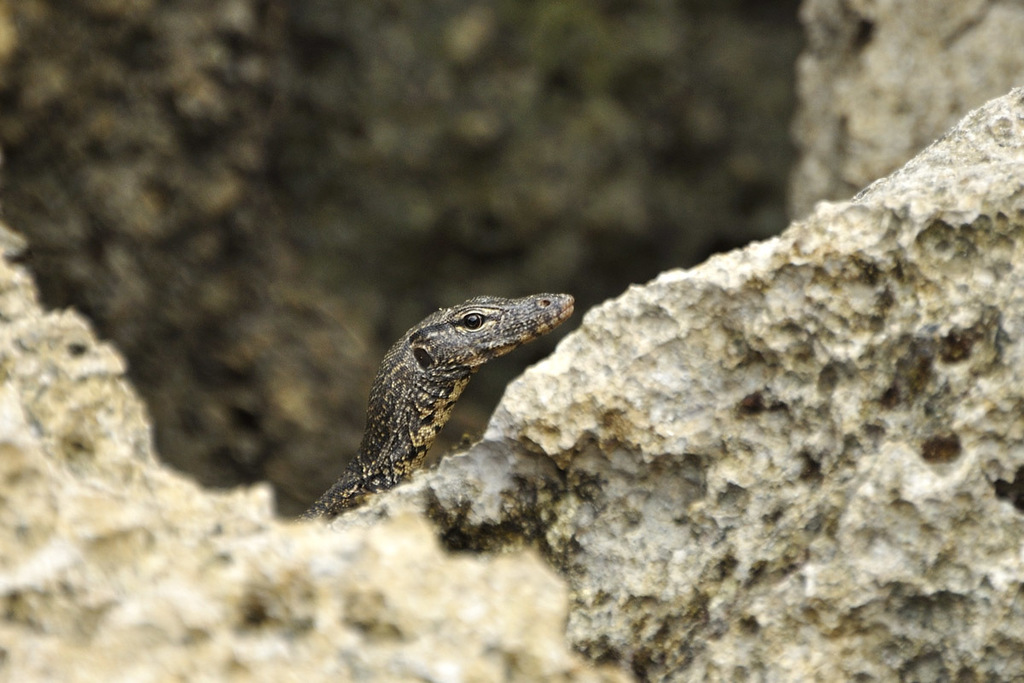 Andaman Water Monitor from Neill Island, Andaman and Nicobar Islands ...