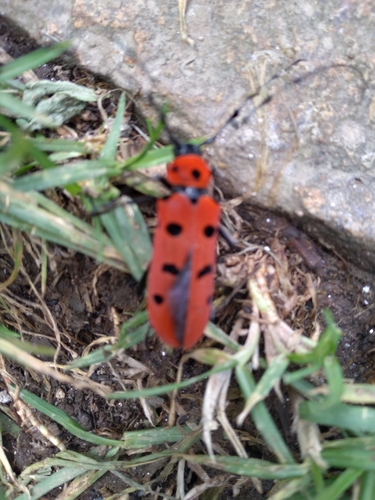 Rosalia hariola · iNaturalist Mexico