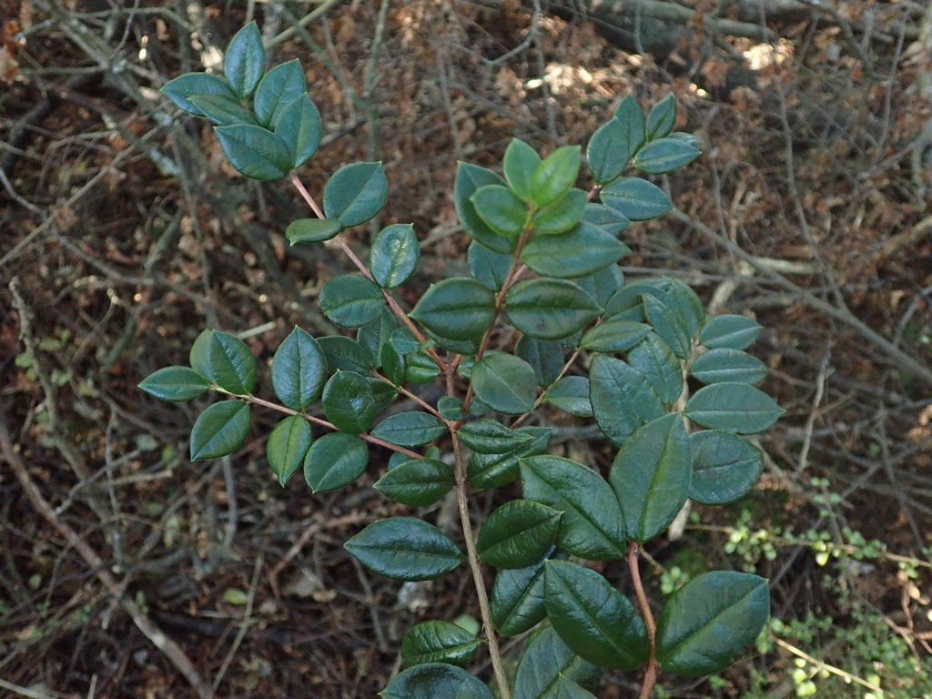 arrayan from Mears Bush QEII covenant, Oxford, New Zealand on July 11 ...