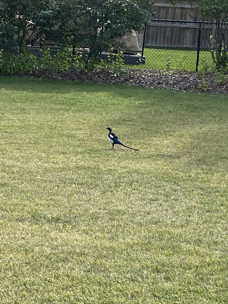 Black-billed Magpie from Southwest Calgary, Calgary, AB, Canada on ...