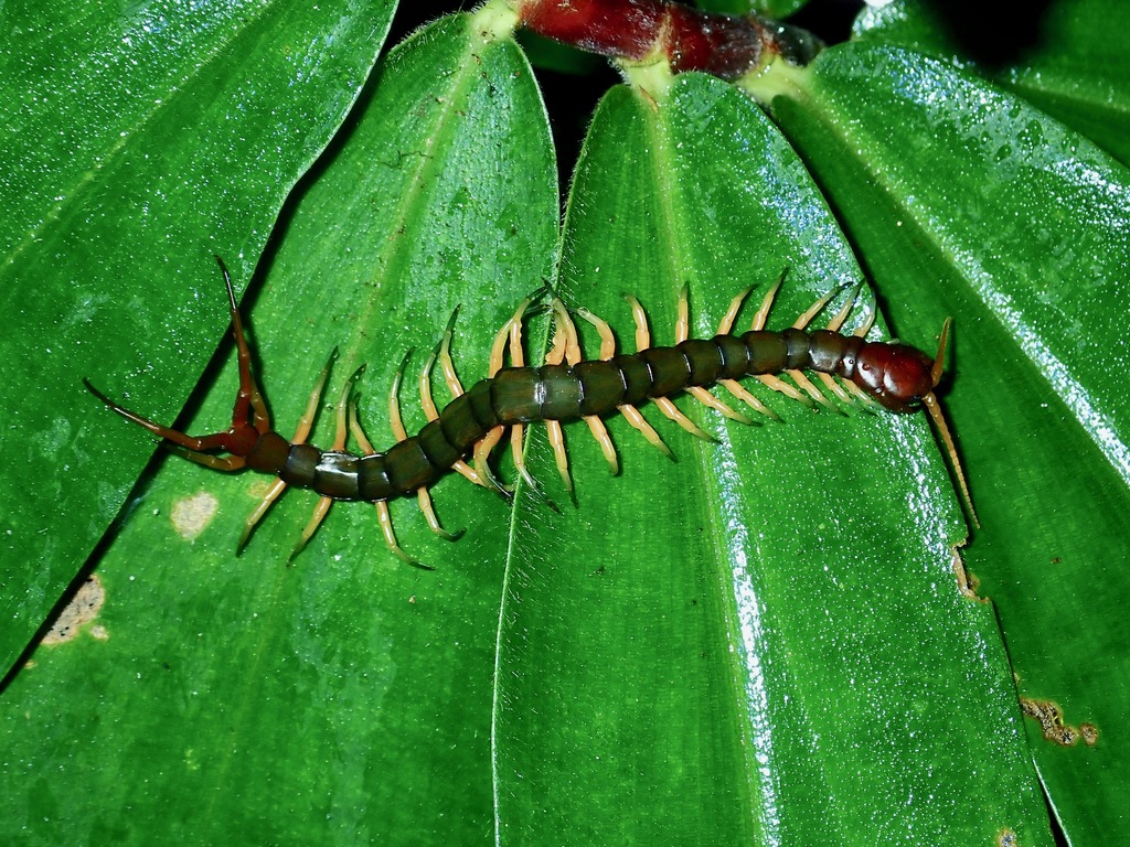 Pacific Giant Centipede from Sabah, Malaysia on December 20, 2018 at 12 ...