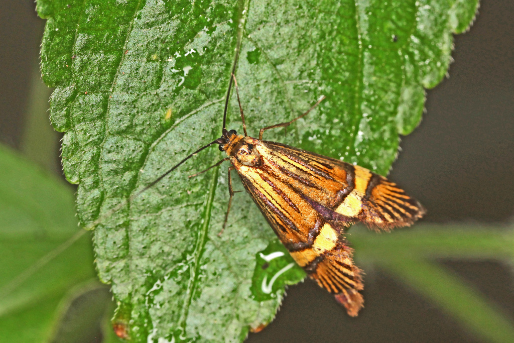 Nemophora scopolii from Lienz, Österreich on June 30, 2017 at 11:43 AM ...