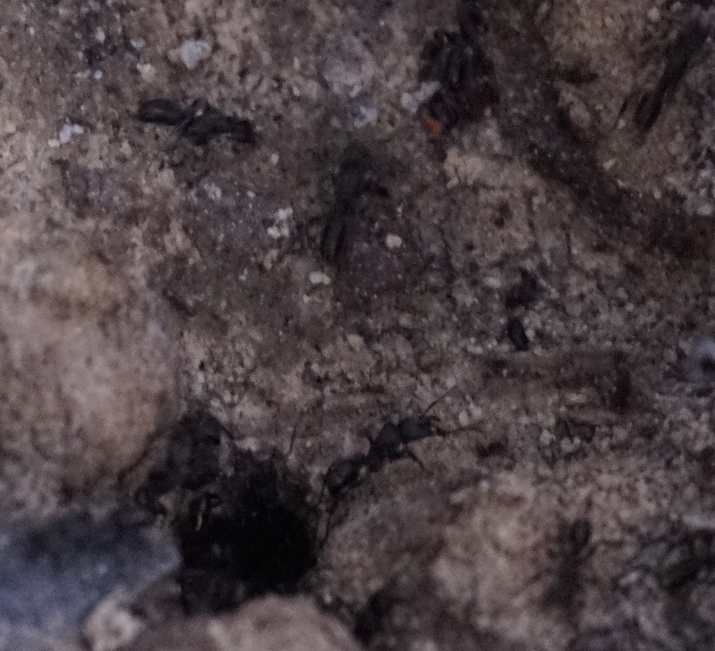 Pony Ants from North Turramurra NSW 2074, Australia on September 14 ...