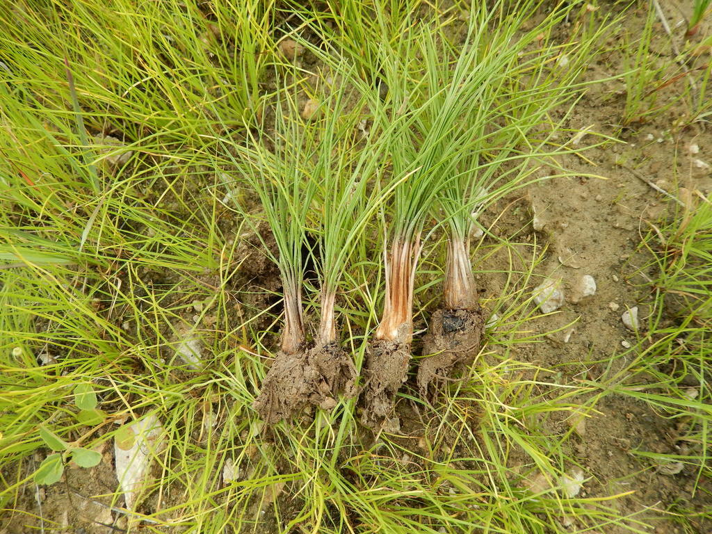 Butler's quillwort (Isoetes butleri) - Botanical Realm