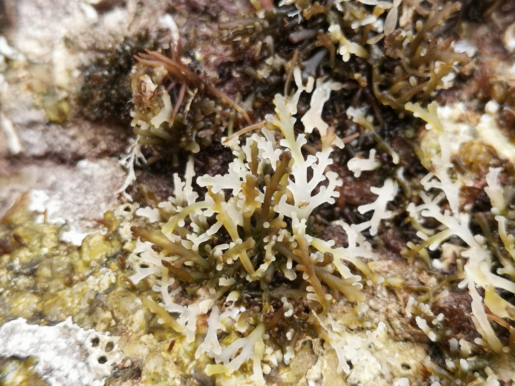 Pepper Dulse from 56270 Ploemeur, France on August 22, 2020 at 01:10 PM ...