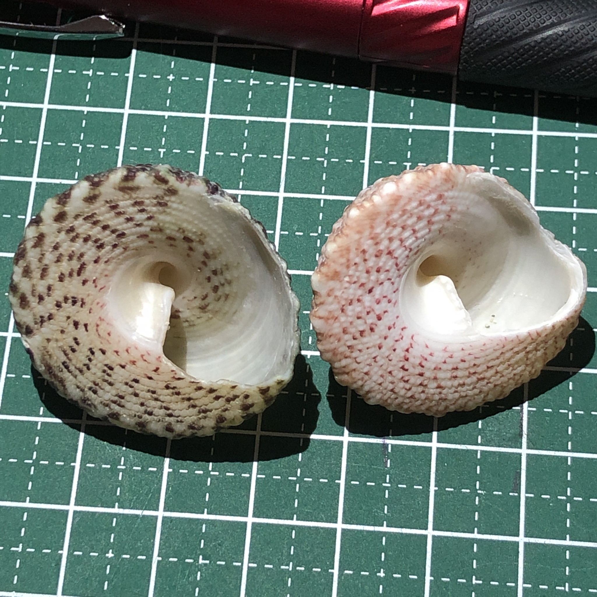 Trochus maculatus Linnaeus, 1758