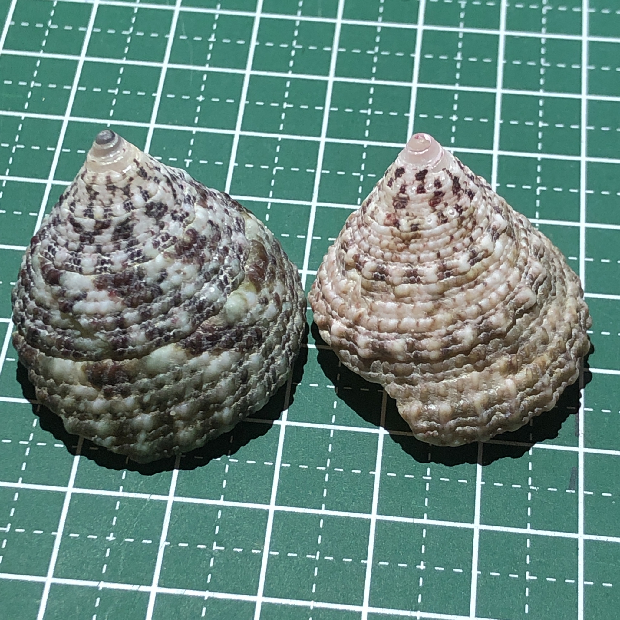 Trochus maculatus Linnaeus, 1758