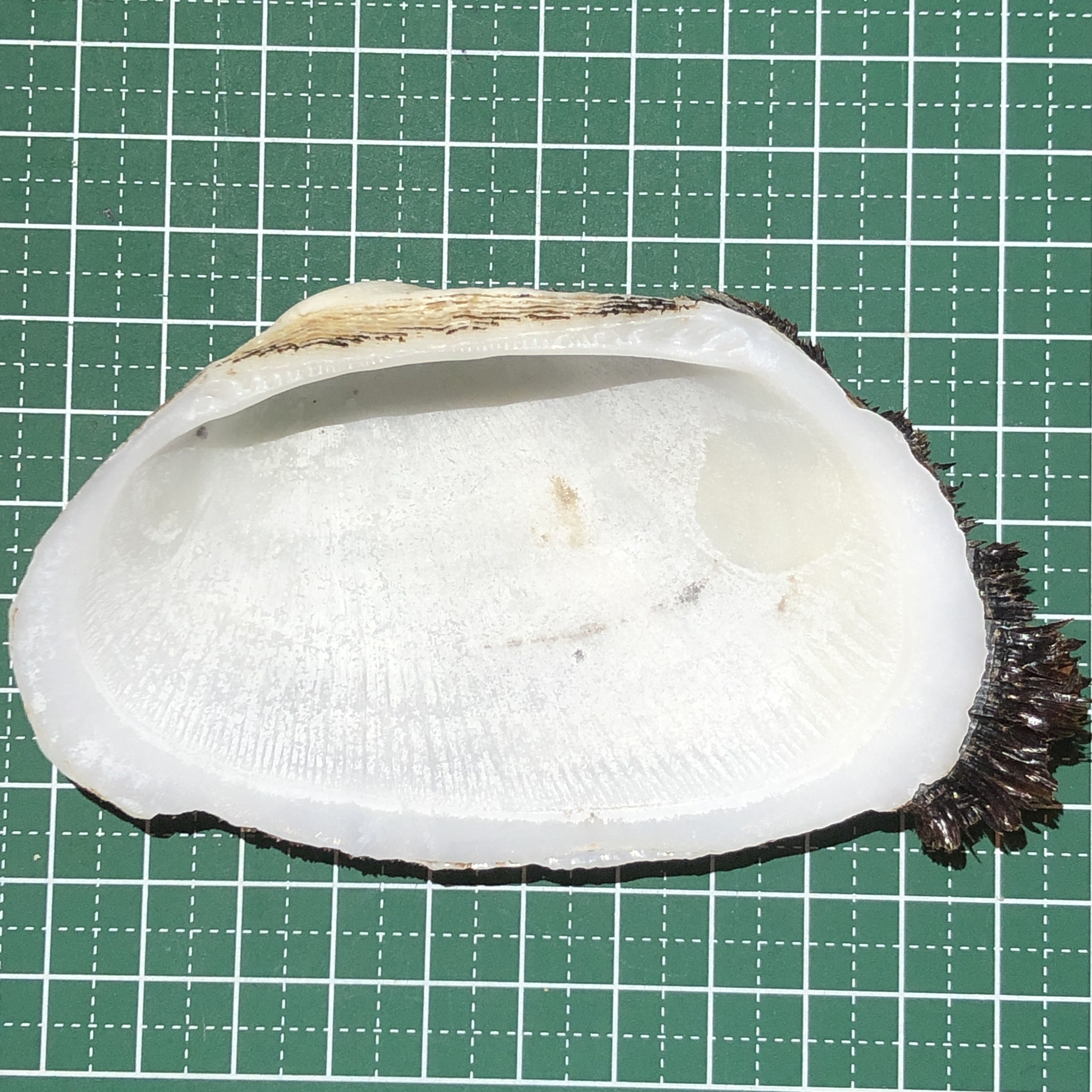 Barbatia foliata (Forsskål, 1775)