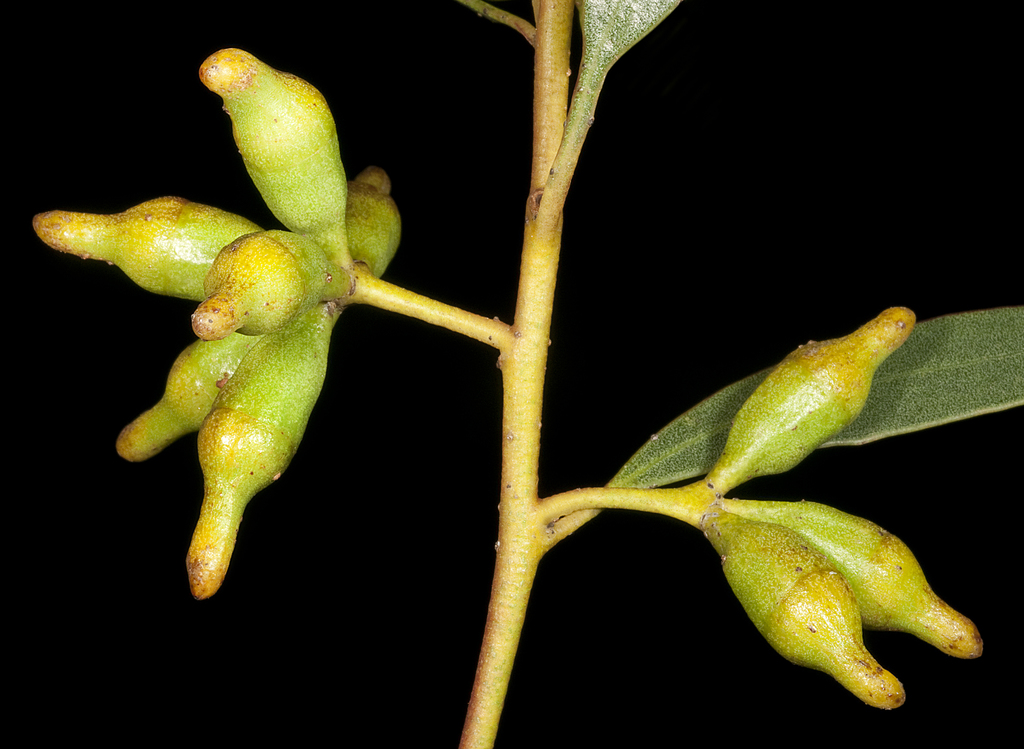 (Eucalyptus captiosa) - Botanical Realm