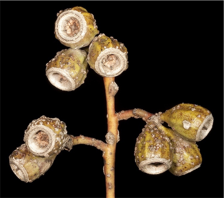 (Eucalyptus captiosa) - Botanical Realm