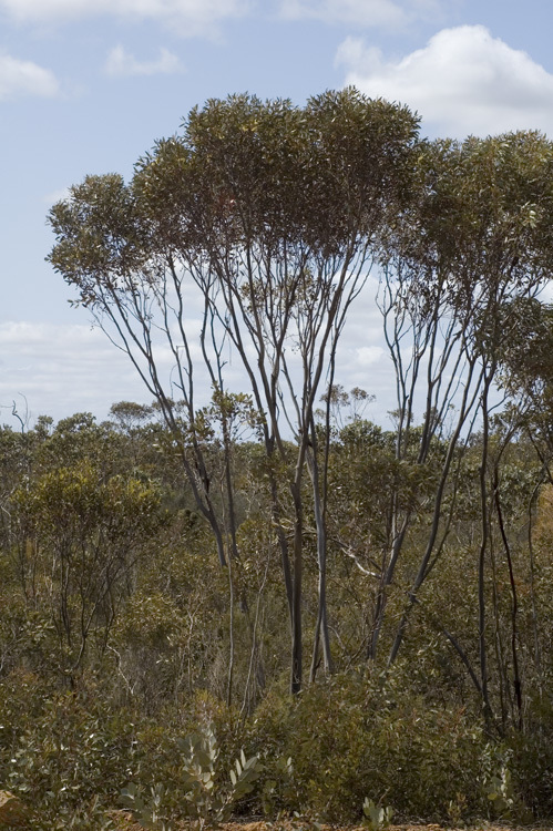(Eucalyptus captiosa) - Botanical Realm