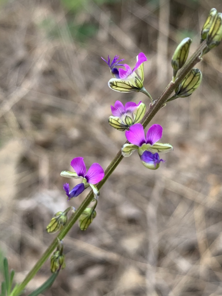 Polygala producta (Polygala species of Mpumalanga and Limpopo ...