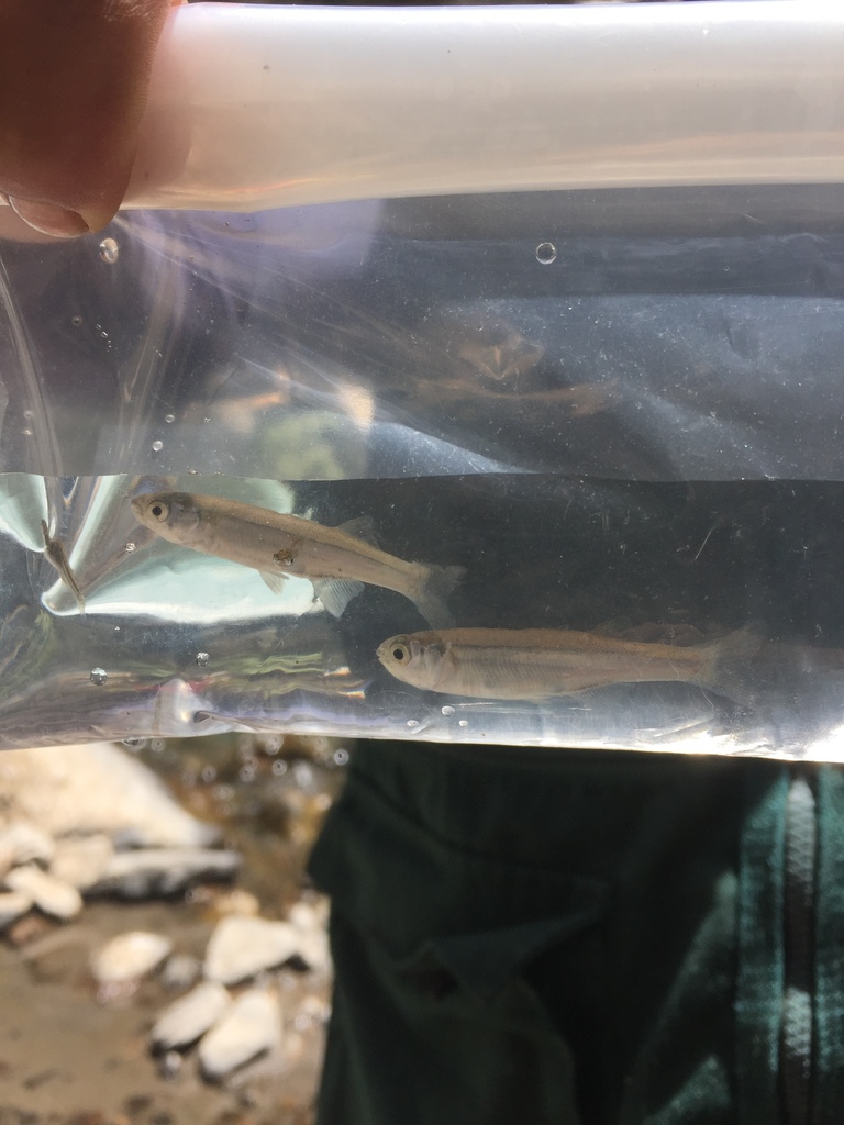 (Basilichthys archaeus) - Marine Life Identification