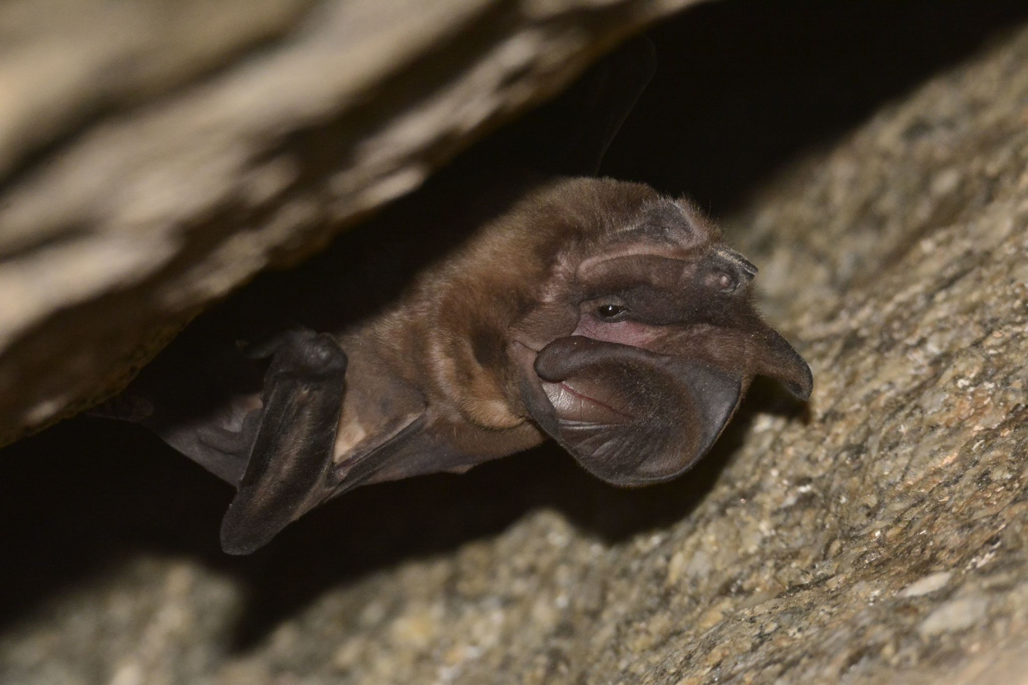 Eumops perotis (Schinz, 1821)