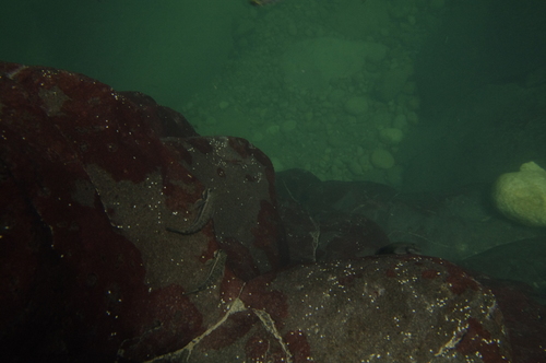 Padded Clingfish (Arcos nudus) · iNaturalist