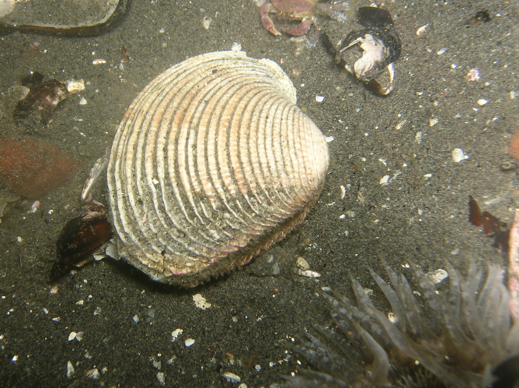 Periglypta multicostata from Huaura, PE-LR, PE on May 19, 2008 at 12:17 ...