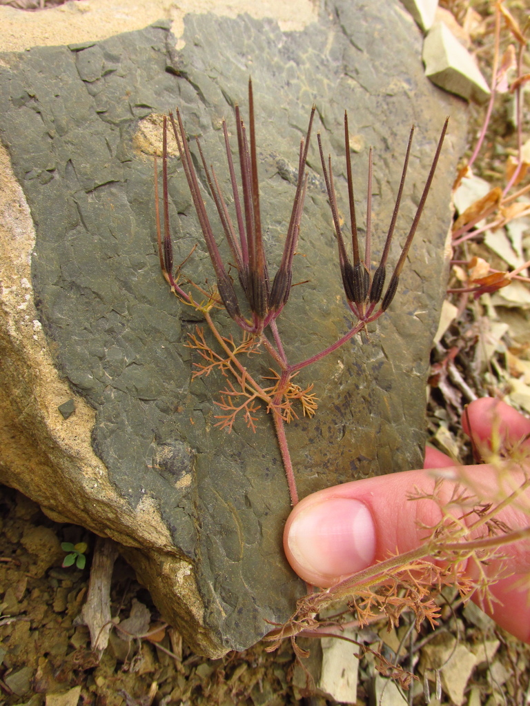 (Scandix australis grandiflora) - Botanical Realm