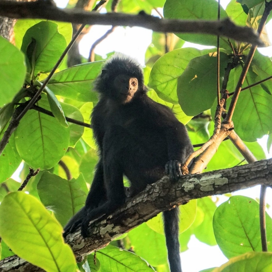 Trachypithecus mauritius (Griffith, 1821)