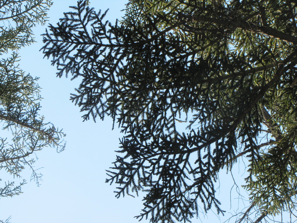 red fir (Abies magnifica) - Botanical Realm