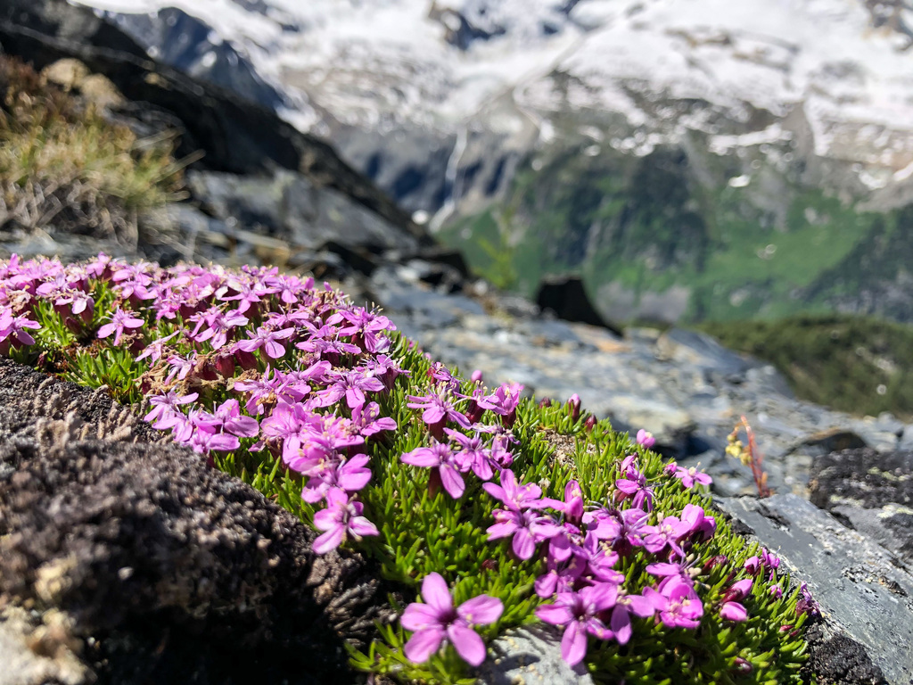 (Silene) - Botanical Realm