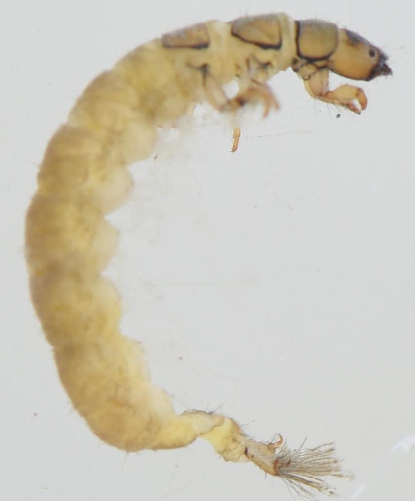 Cheumatopsyche thomasseti in September 2020 by Rob Palmer · iNaturalist