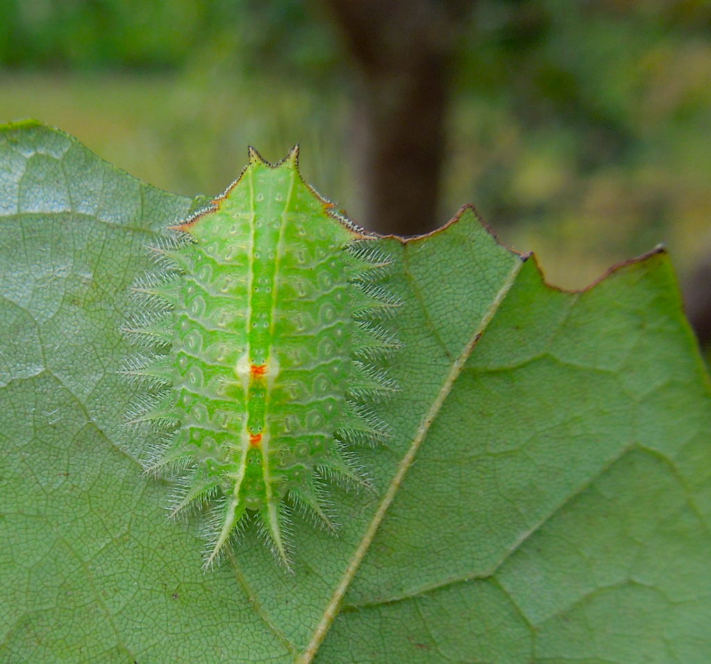 Crowned Slug Moth from Yard in Killingworth, CT, USA on September 23 ...