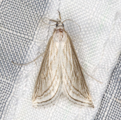 Patissa tinctalis · NaturaLista Colombia