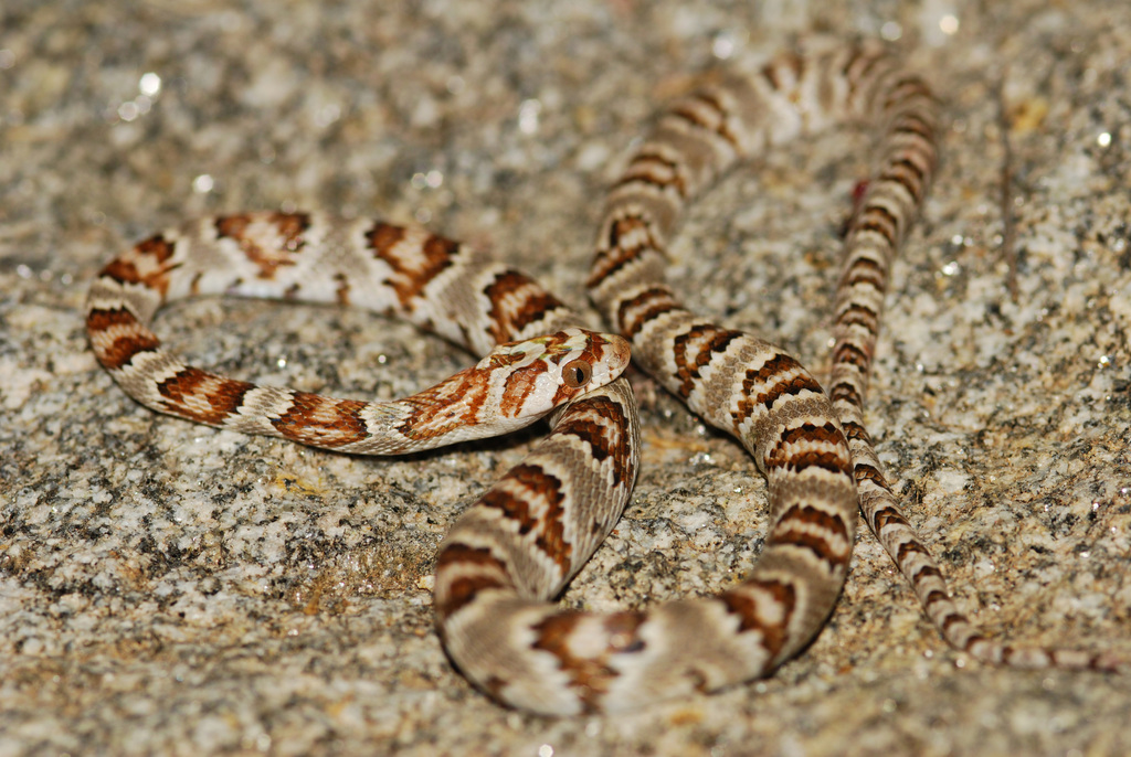 Lyre Snakes (Trimorphodon) - Snakes and Lizards