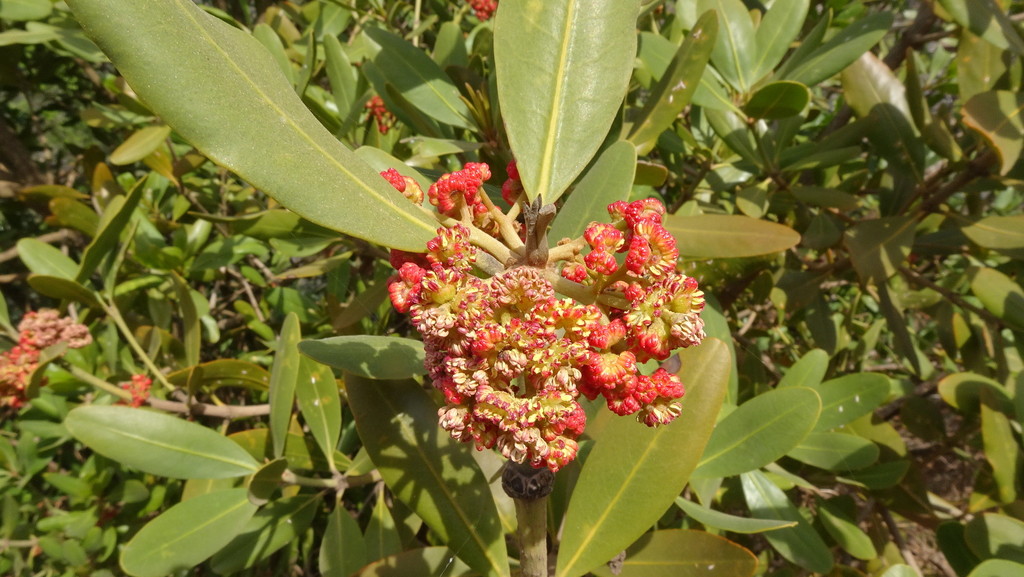 Gifboom (Hyaenanche globosa) - Botanical Realm