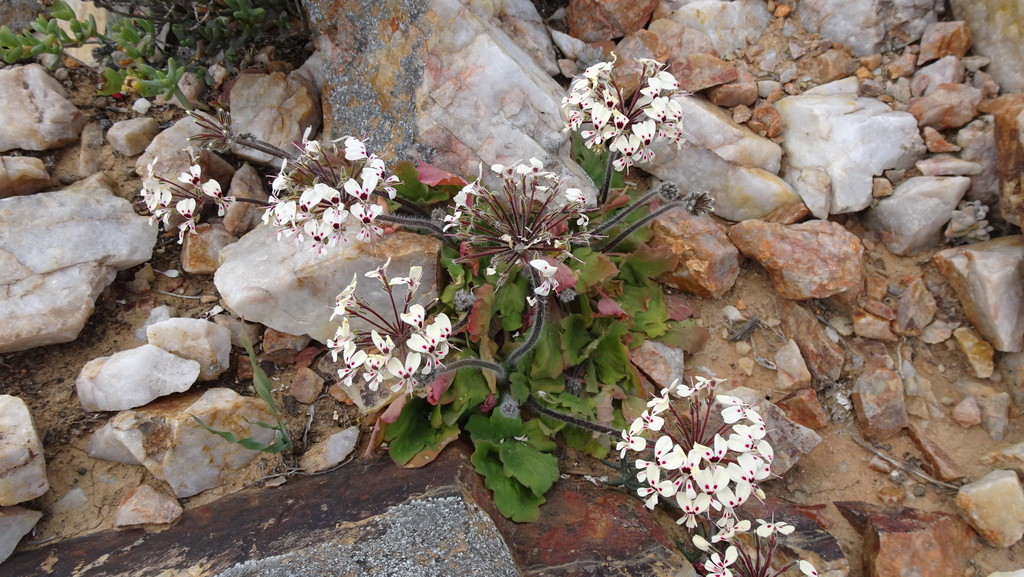 Pelargonium moniliforme in September 2020 by Paul Emms · iNaturalist