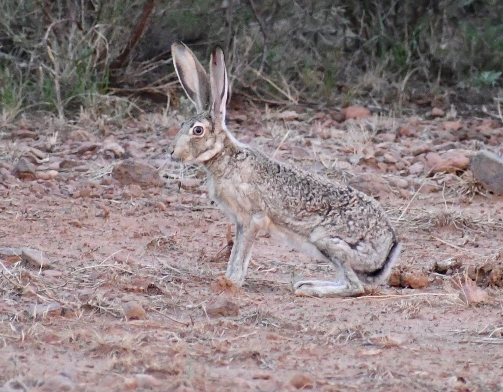 Black-tailed Jackrabbit from Jeff Davis County, TX, USA on September 17 ...
