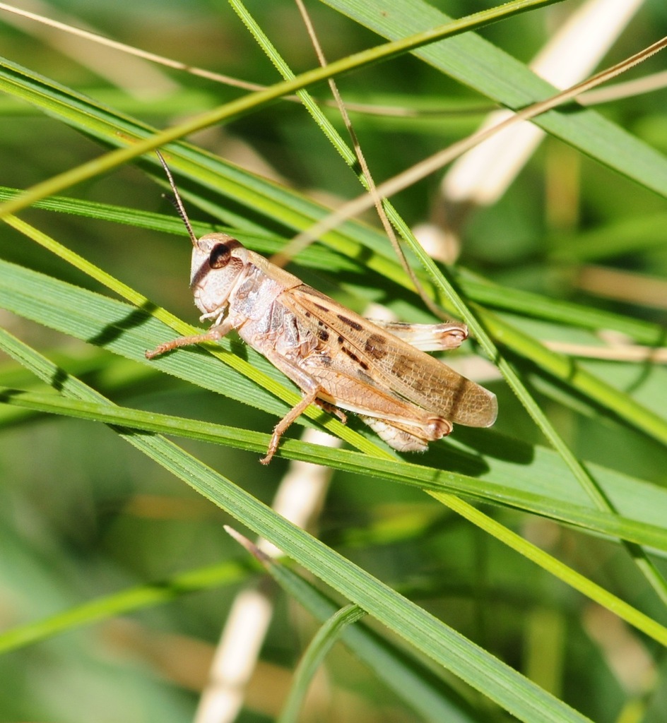 Clear-winged Grasshopper (Grasshopper and Crickets of Valles Caldera ...