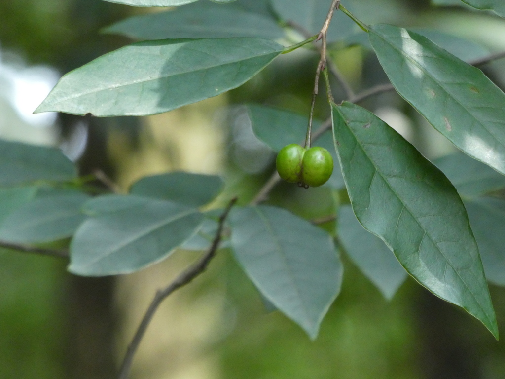 Japanese Tallow Tree (Neoshirakia japonica) - Botanical Realm