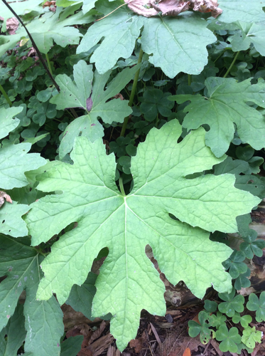 Western Sweet Coltsfoot (Purisima OSP Plants) · iNaturalist