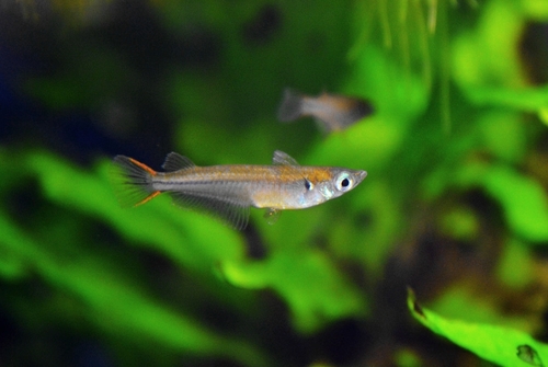 Oryzias pectoralis · iNaturalist Mexico