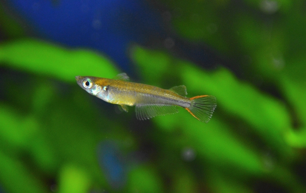 Laos Medaka (Oryzias pectoralis) - Marine Life Identification