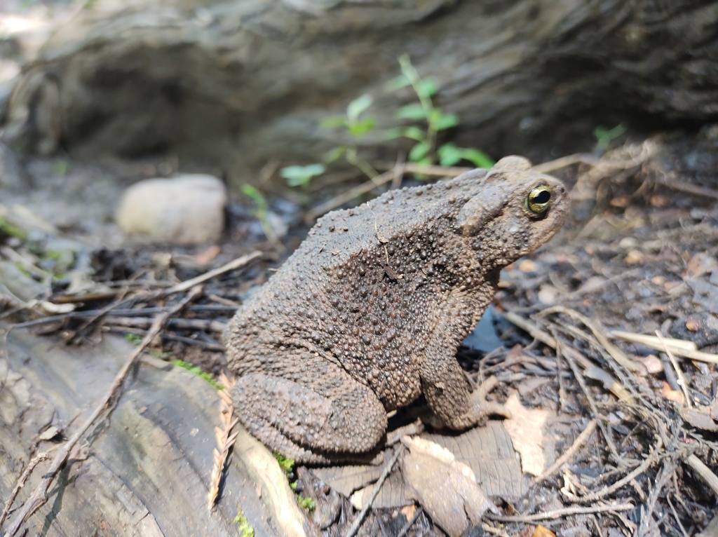Pine Toad from Cuerámaro, Gto., México on September 22, 2020 at 01:56 ...
