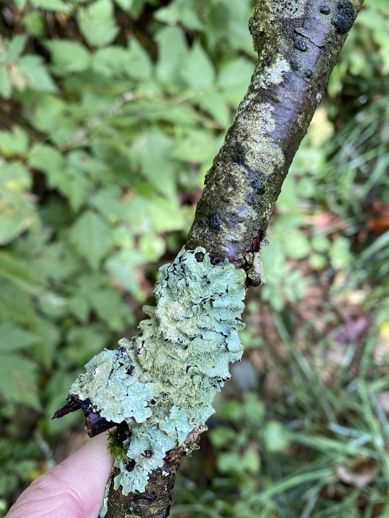 Western Shield Lichen from Acme, WA, US on September 24, 2020 at 02:58 ...