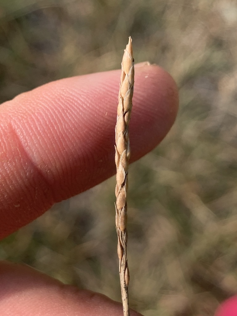 Korean grass from Point Pelee National Park, Leamington, ON, CA on ...