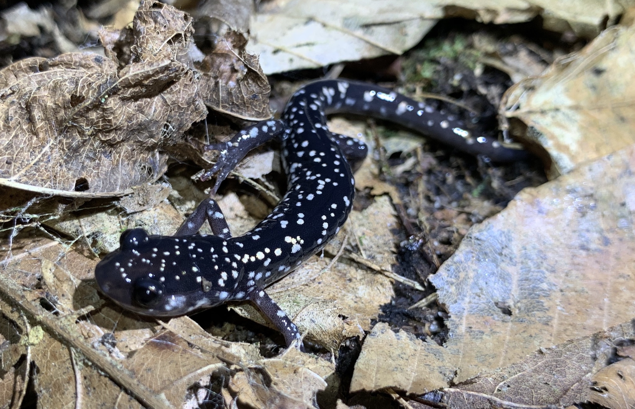 Plethodon kentucki Mittleman, 1951